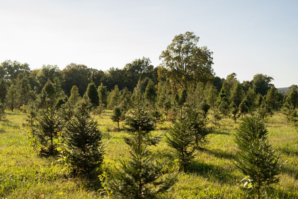 FOXFIRE CHRISTMAS TREE FARM - TEMP. CLOSED - Updated November 2025 - 18 ...