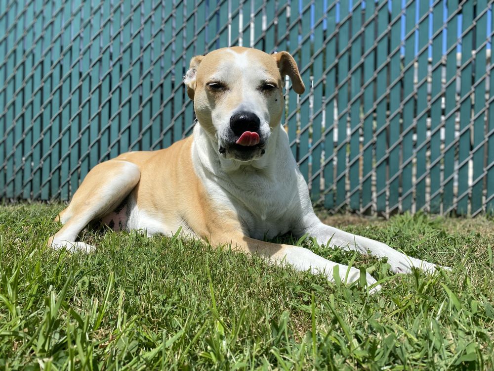 GREAT PET SERVICE - Updated March 2024 - Request a Quote - 12 Photos ...