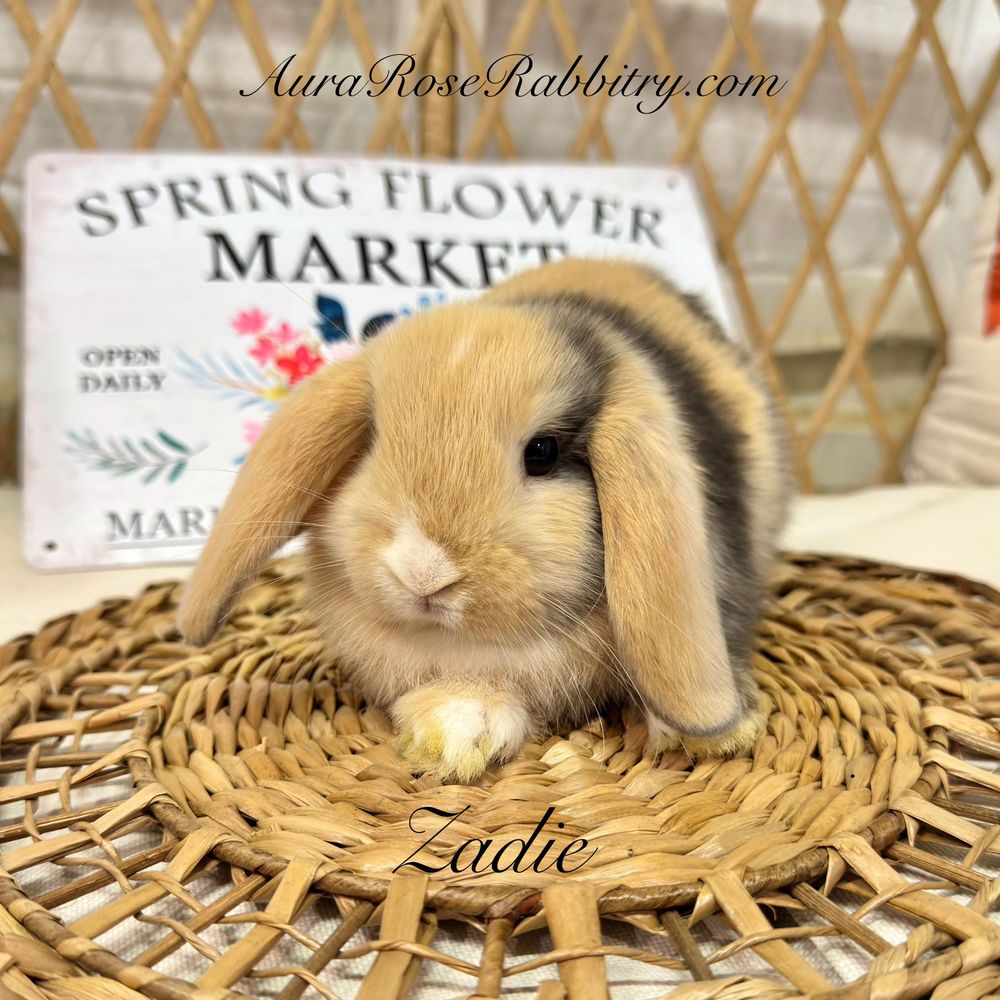 AURA ROSE RABBITRY - Updated October 2025 - Request Information ...