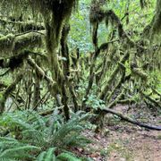 SILVER FALLS STATE PARK - 1338 Photos & 299 Reviews - Parks - 20024 ...