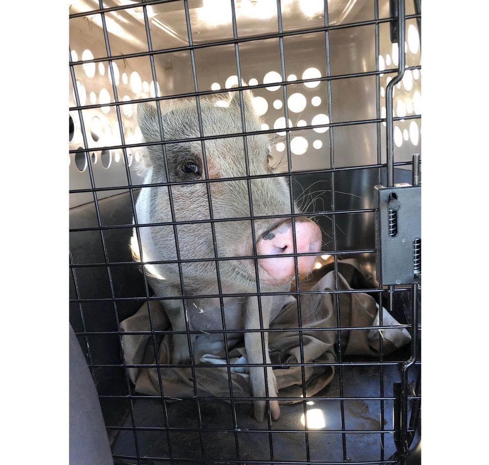 PERRY PET - 10 Photos & 10 Reviews - 3699 W Main St Rd, Batavia, New ...