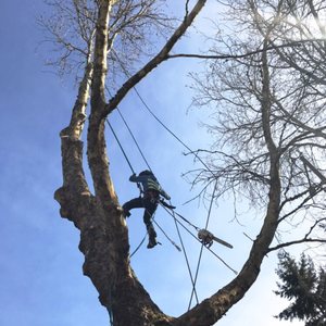 TREE133 - Updated December 2025 - 26 Photos & 34 Reviews - 12408 17th ...