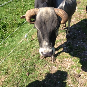 SIMCOCK FARM - Updated April 2025 - 65 Photos & 42 Reviews - 293 Marvel ...