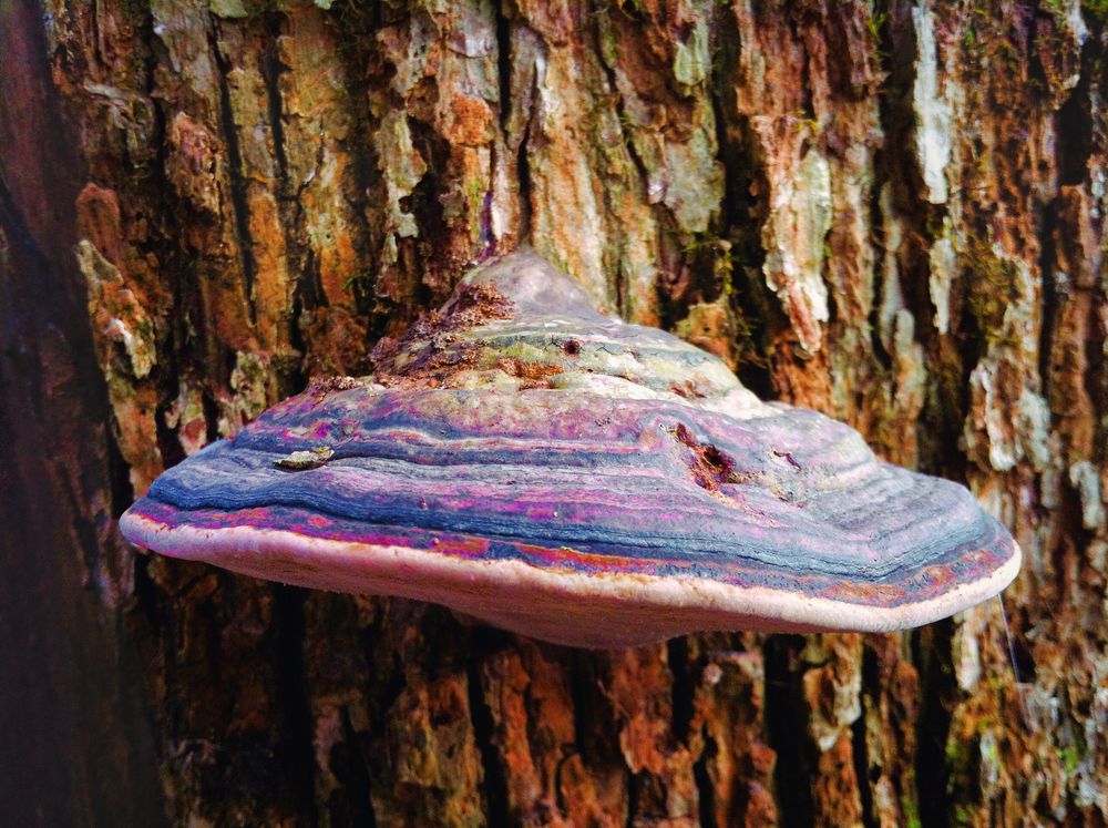 RUM 138 - Updated October 2025 - 39 Reviews & 81 Photos - 2070 SW Cr ...