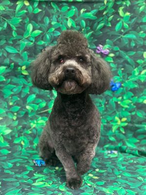 LUXE DOG GROOMING - Updated August 2025 - 13 Photos - 636 W Oak Ave ...