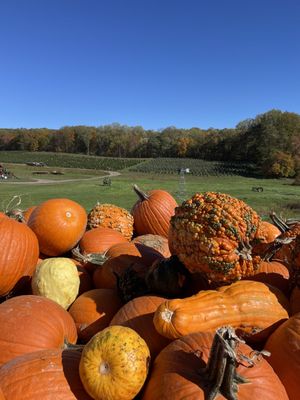 GAVER TREE FARM & PUMPKIN PATCH - Updated October 2025 - 283 Photos ...