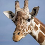 SAFARI WEST - Updated January 2026 - 3601 Photos & 1126 Reviews - 3115 ...