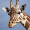 SAFARI WEST - Updated January 2026 - 3601 Photos & 1126 Reviews - 3115 ...