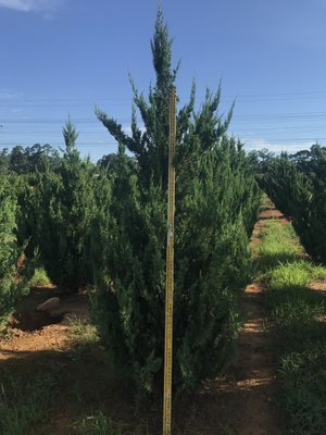 IKTHUS TREE FARMS - Updated March 2025 - 14 Photos - Palmetto, Georgia ...