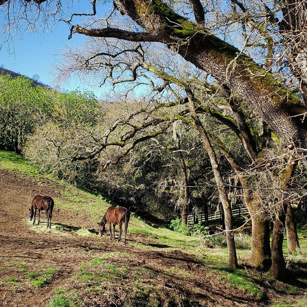 RUSTRIDGE RANCH BED & BREAKFAST - Updated March 2025 - 17 Photos - 2910 ...