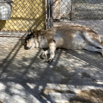 Wolf Mountain Sanctuary - 390 Photos & 142 Reviews - Animal Shelters ...