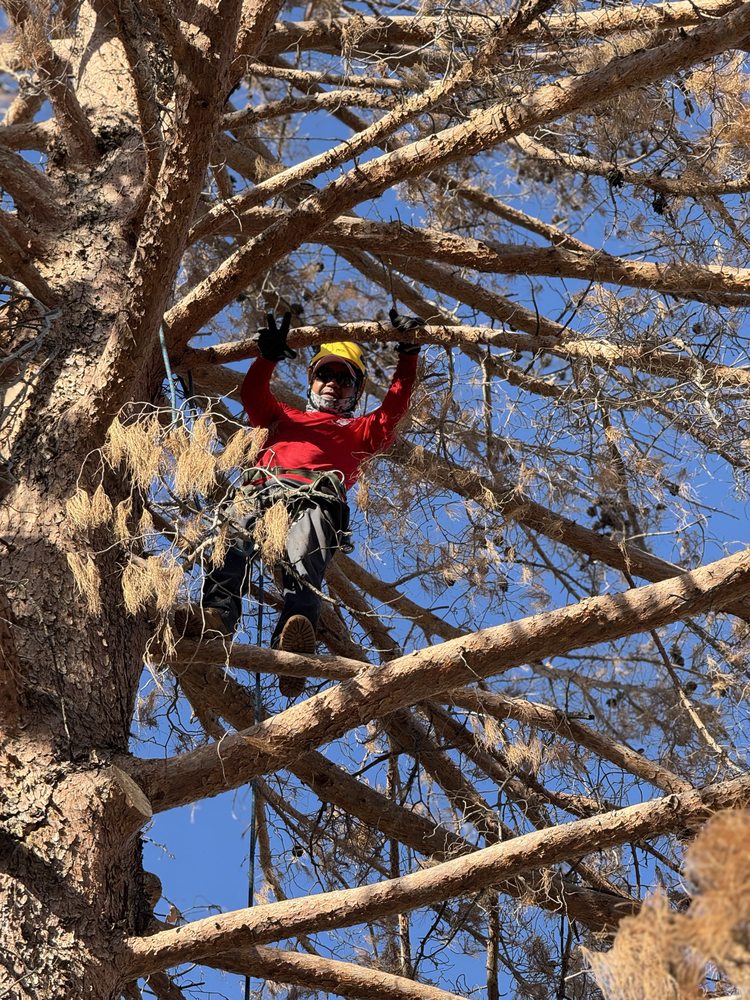 B&C TREE SERVICE - Updated October 2025 - 31 Photos - Gilbert, Arizona - Tree Services - Phone ...
