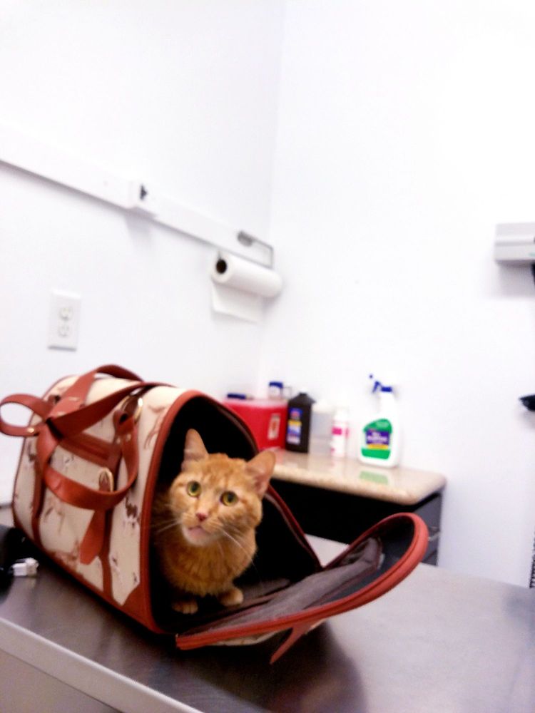 PETCARE EXPRESS - Updated January 2025 - 50 Photos & 84 Reviews - 6220 W 43rd St, Houston, Texas ...