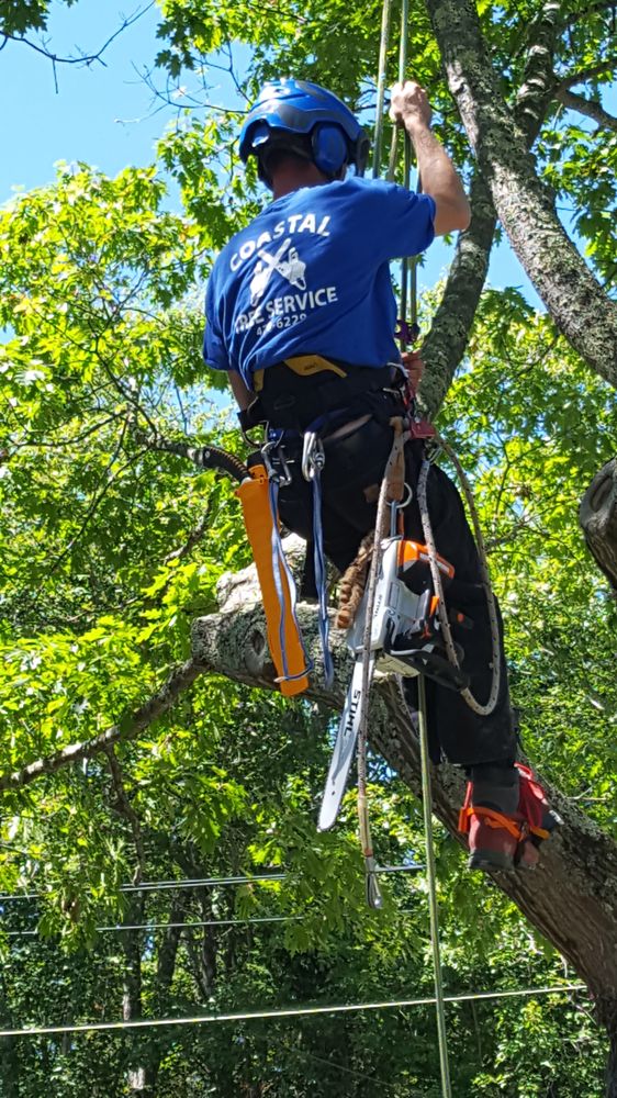 COASTAL TREE SERVICE - Updated November 2025 - 4 Marshview Ln ...