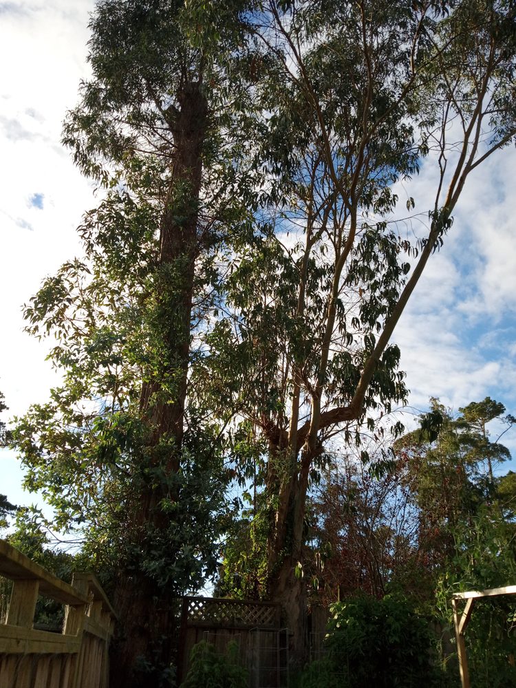 PRESTIGE PENINSULA TREE TRIMMERS - Montara, California - Tree Services ...