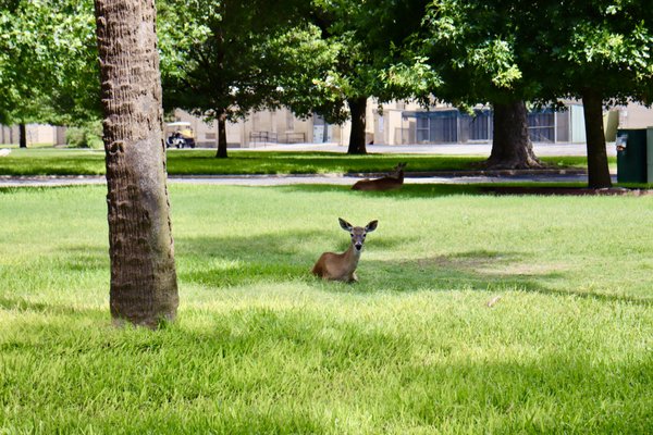 THE FORT SAM HOUSTON MUSEUM - Updated May 2025 - 202 Photos & 29 ...