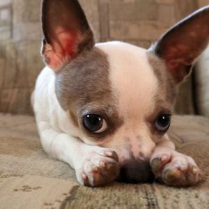 VETERINARY EMERGENCY CLINIC - Updated November 2025 - 13 Photos & 135 ...