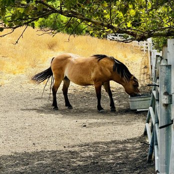 COYOTE RANCH - Updated October 2025 - 335 Photos & 68 Reviews - Coyote ...