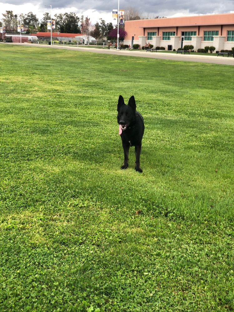 THE CANINE COMPLEX - Updated June 2024 - Merced, California - Pet ...