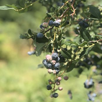 HURD ORCHARDS - Updated November 2025 - 117 Photos & 44 Reviews - 17260 ...