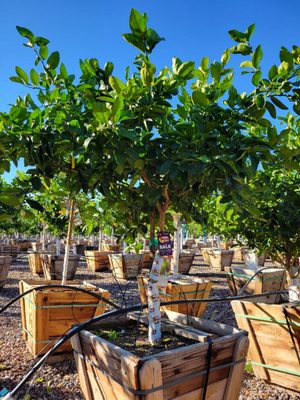 MOON VALLEY NURSERIES ARCADIA - Updated January 2025 - 174 Photos & 125 Reviews - 1828 N 52nd St ...