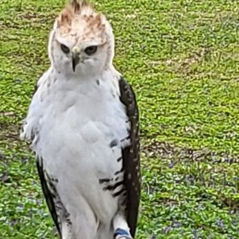 WING BLADE FALCONRY - Updated October 2025 - 179 Photos & 20 Reviews ...