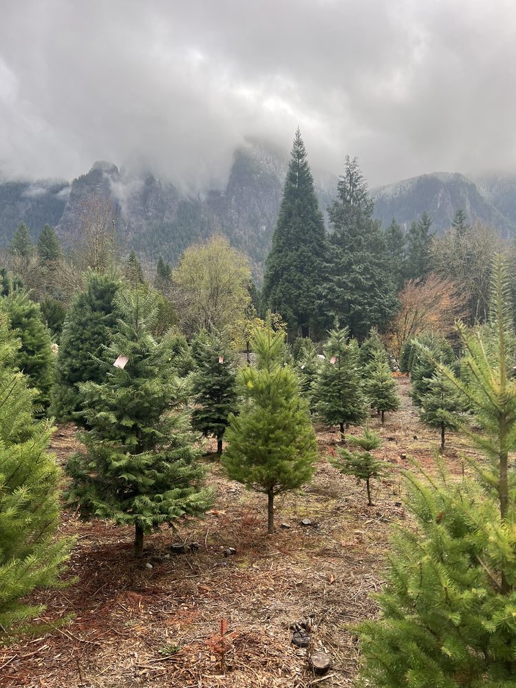 MOUNTAIN CREEK TREE FARM - Updated November 2025 - 47 Photos & 25 ...