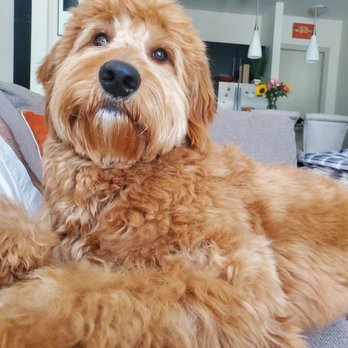 SNICKERSDOODLES - Updated October 2025 - 69 Photos & 37 Reviews - Weir ...