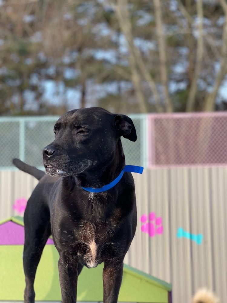 ALL TAILS R WAGGIN - Updated December 2025 - 148 Photos & 82 Reviews ...