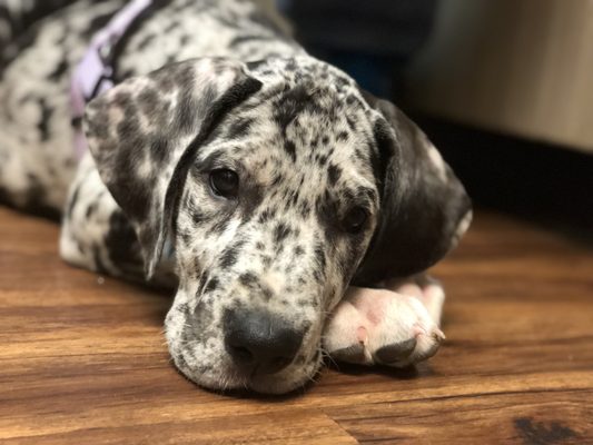 PENDLETON VETERINARY CLINIC - Updated November 2025 - 11 Photos & 10 ...