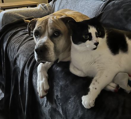 EAST PADDEN ANIMAL HOSPITAL - Updated December 2025 - 323 Photos & 421 ...