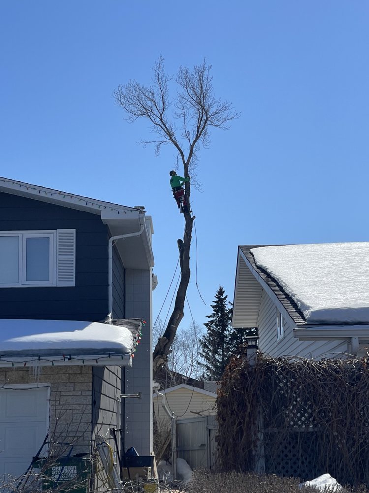 THE TREE WHISPERER - Updated December 2025 - Request a Quote - 1634 ...