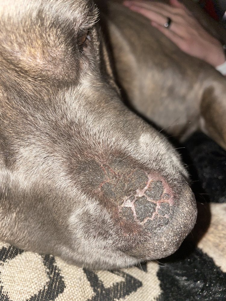 DIPPITY DO DOG - Updated October 2025 - 38 Photos & 79 Reviews - 2040 S ...