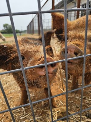 TIMBERVIEW FARMSTEAD - Updated December 2025 - 71 Photos - 4274 ...