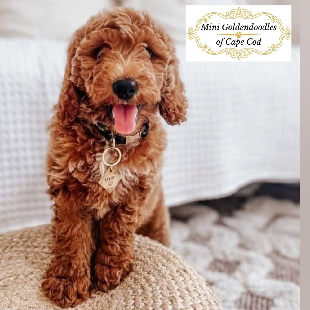 MINI GOLDENDOODLES OF CAPE COD - Updated September 2025 - 12 Photos ...