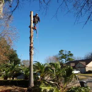 ABC PROFESSIONAL TREE SERVICES - 15 Reviews - 201 Flint Ridge Rd ...