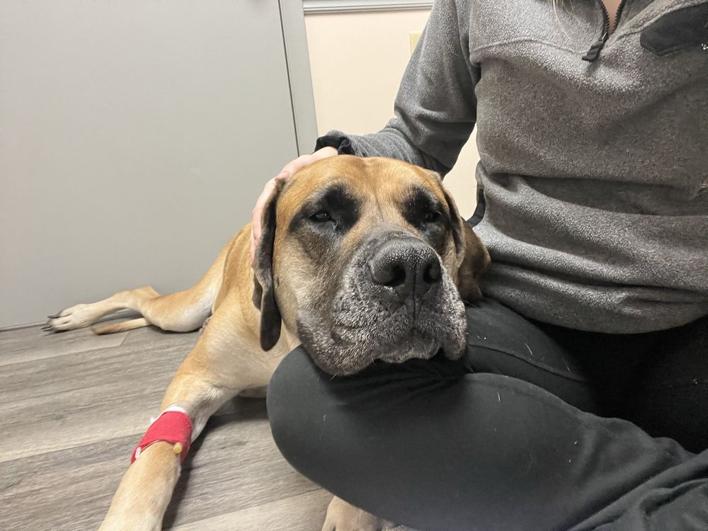 HARRISON ANIMAL HOSP - Updated November 2025 - 27 Reviews - 102 May Dr ...