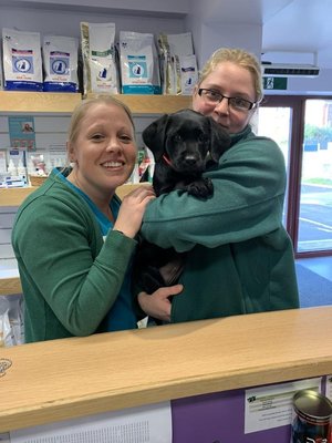 LYNWOOD VETERINARY - 19 Station Road, Verwood, Dorset, United Kingdom ...