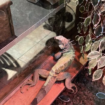 WINKING LIZARD - Updated December 2024 - 125 Photos & 158 Reviews - 79 ...