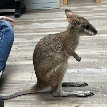 THE CAPYBARA CAFE - Updated April 2025 - 23 Photos & 12 Reviews - 105 S ...