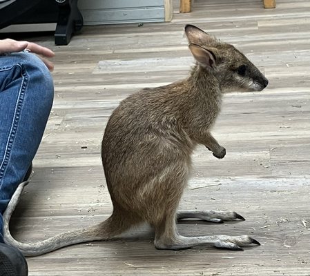 THE CAPYBARA CAFE - Updated July 2025 - 45 Photos & 21 Reviews - 105 S ...