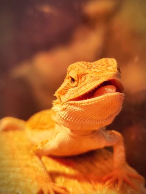 UNDERGROUND REPTILES - Updated May 2025 - 295 Photos & 254 Reviews ...