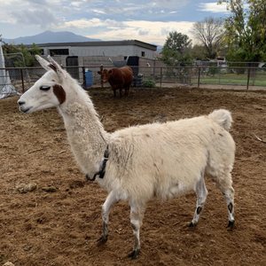 AMADIO RANCH FARM STORE - 87 Photos & 72 Reviews - 4701 W Dobbins Rd ...