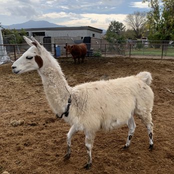 AMADIO RANCH FARM STORE - Updated June 2024 - 176 Photos & 130 Reviews ...