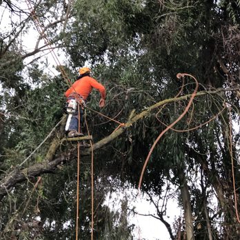 GOMEZ TREE SERVICE - Updated December 2025 - 12 Photos - 4003 E Iowa ...