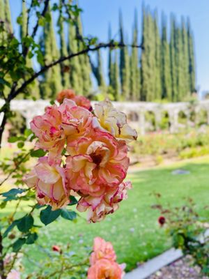 LACY PARK - Updated October 2025 - 333 Reviews & 792 Photos - 1485 ...