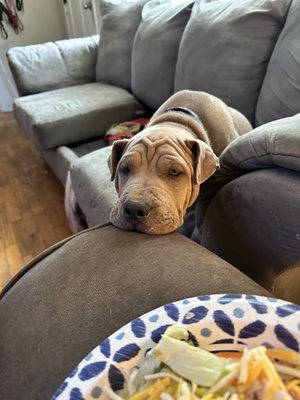 ALL ABOUT DOGS & CATS - Updated December 2025 - 17 Photos & 30 Reviews ...