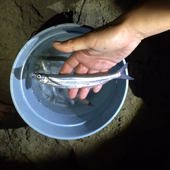 GRUNION RUN - Updated November 2025 - 16 Reviews & 24 Photos - 3720 ...