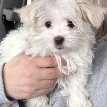 TINYTYKES PUPPIES - Updated July 2025 - 36 Photos & 26 Reviews - 2661 S ...