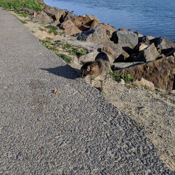 CAT JETTY - Updated December 2025 - 163 Photos & 18 Reviews - 2510 ...